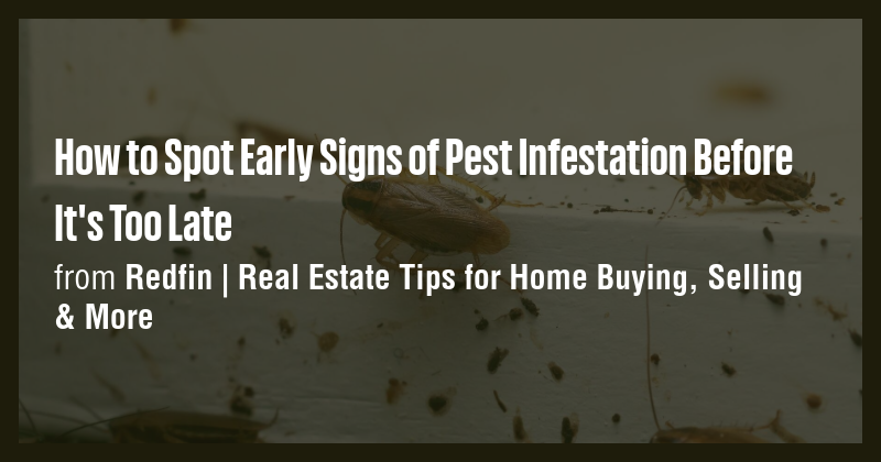 How to Spot Early Signs of Pest Infestation Before It's Too Late - Briefly