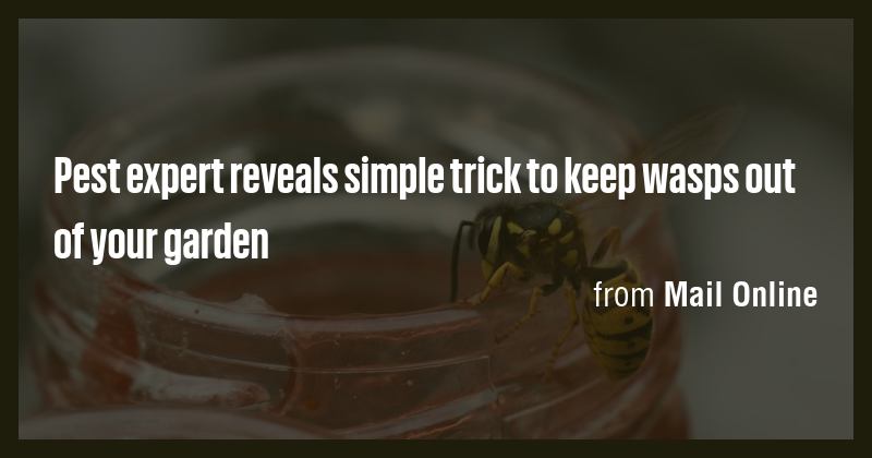 Pest expert reveals simple trick to keep wasps out of your garden - Briefly
