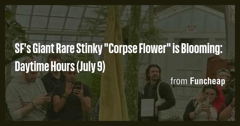 SF's Giant Rare Stinky "Corpse Flower" is Blooming: Daytime Hours (July ...