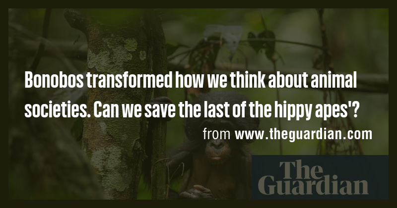 Bonobos transformed how we think about animal societies. Can we save ...