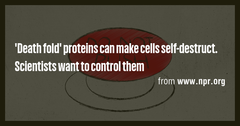 'Death fold' proteins can make cells self-destruct. Scientists want to ...