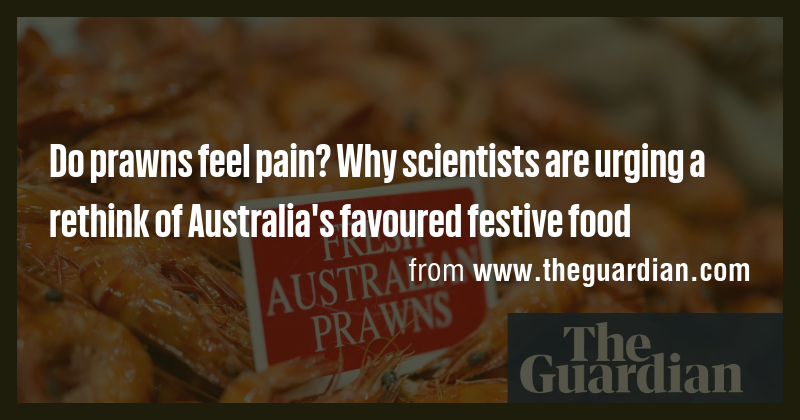 Do prawns feel pain? Why scientists are urging a rethink of Australia's ...