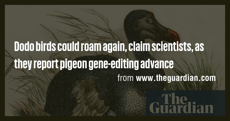 Dodo birds could roam again, claim scientists, as they report pigeon ...
