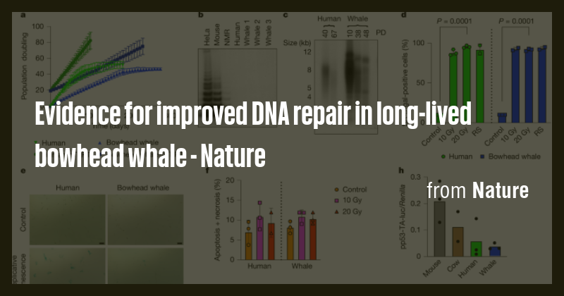 Evidence for improved DNA repair in long-lived bowhead whale - Nature ...