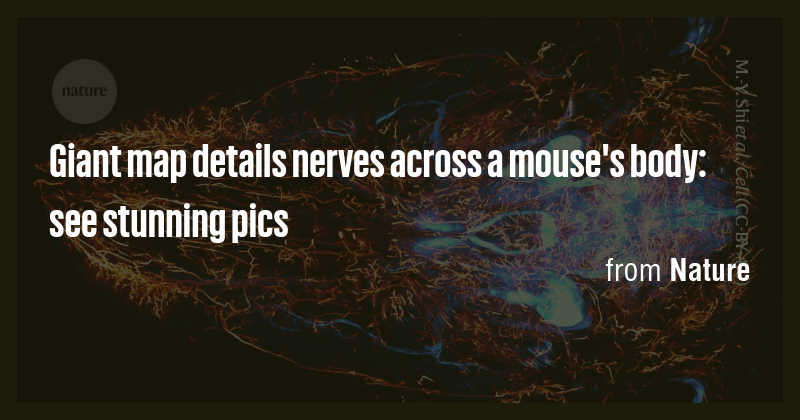 Giant map details nerves across a mouse's body: see stunning pics - Briefly
