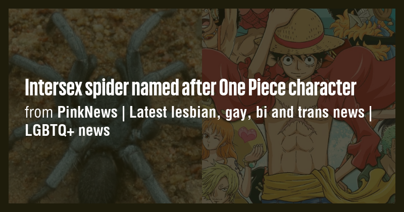 Intersex spider named after One Piece character - Briefly