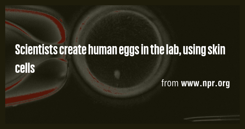 Scientists create human eggs in the lab, using skin cells - Briefly