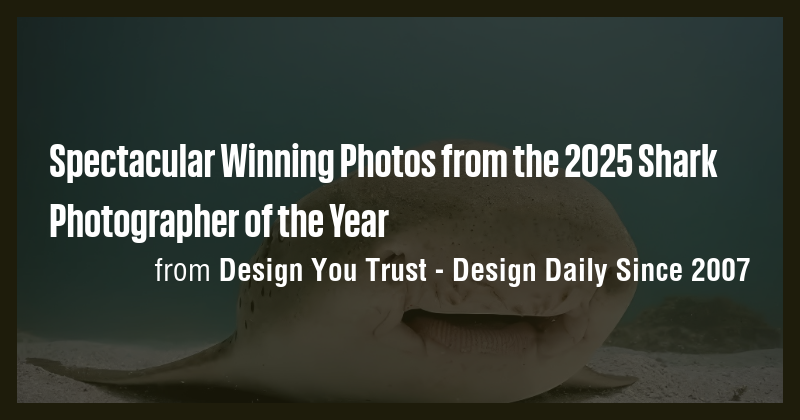 Spectacular Winning Photos from the 2025 Shark Photographer of the Year ...