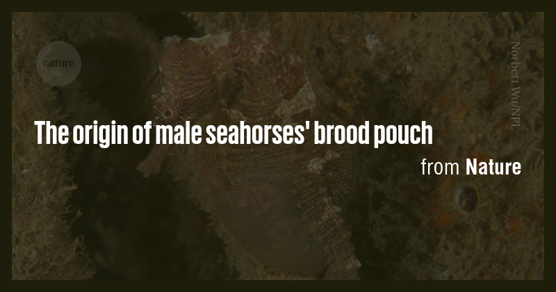 The origin of male seahorses' brood pouch - Briefly