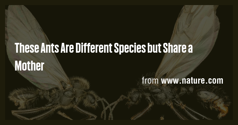 These Ants Are Different Species but Share a Mother - Briefly