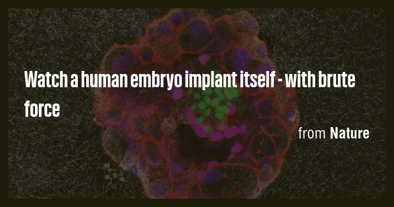 Watch a human embryo implant itself - with brute force - Briefly