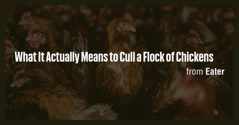 What It Actually Means to Cull a Flock of Chickens - Briefly