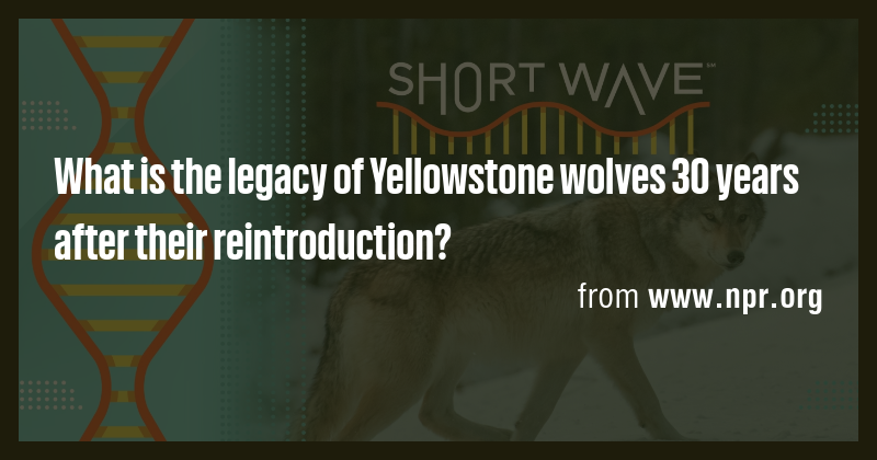 What is the legacy of Yellowstone wolves 30 years after their ...